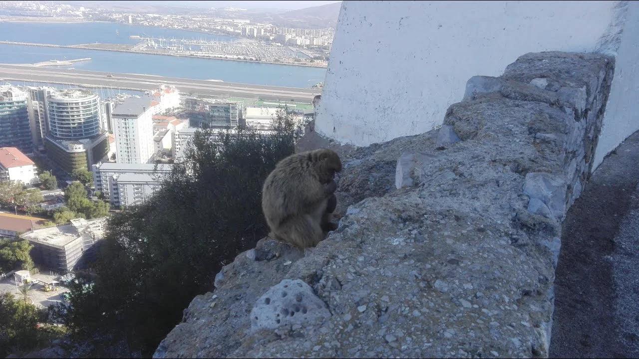 Gibraltar, una monada