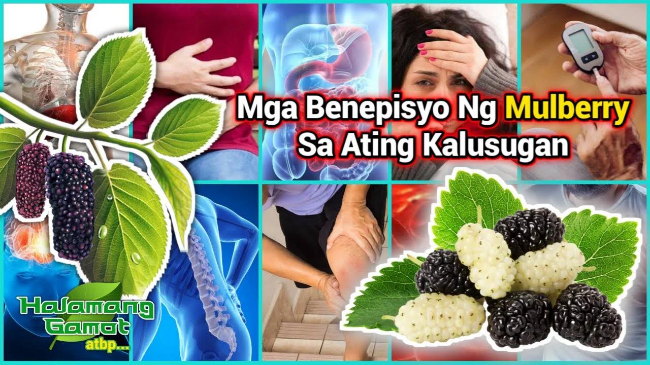 Mga Benepisyo Ng Mulberry Sa Ating Kalusugan | Halamang Gamot ATBP