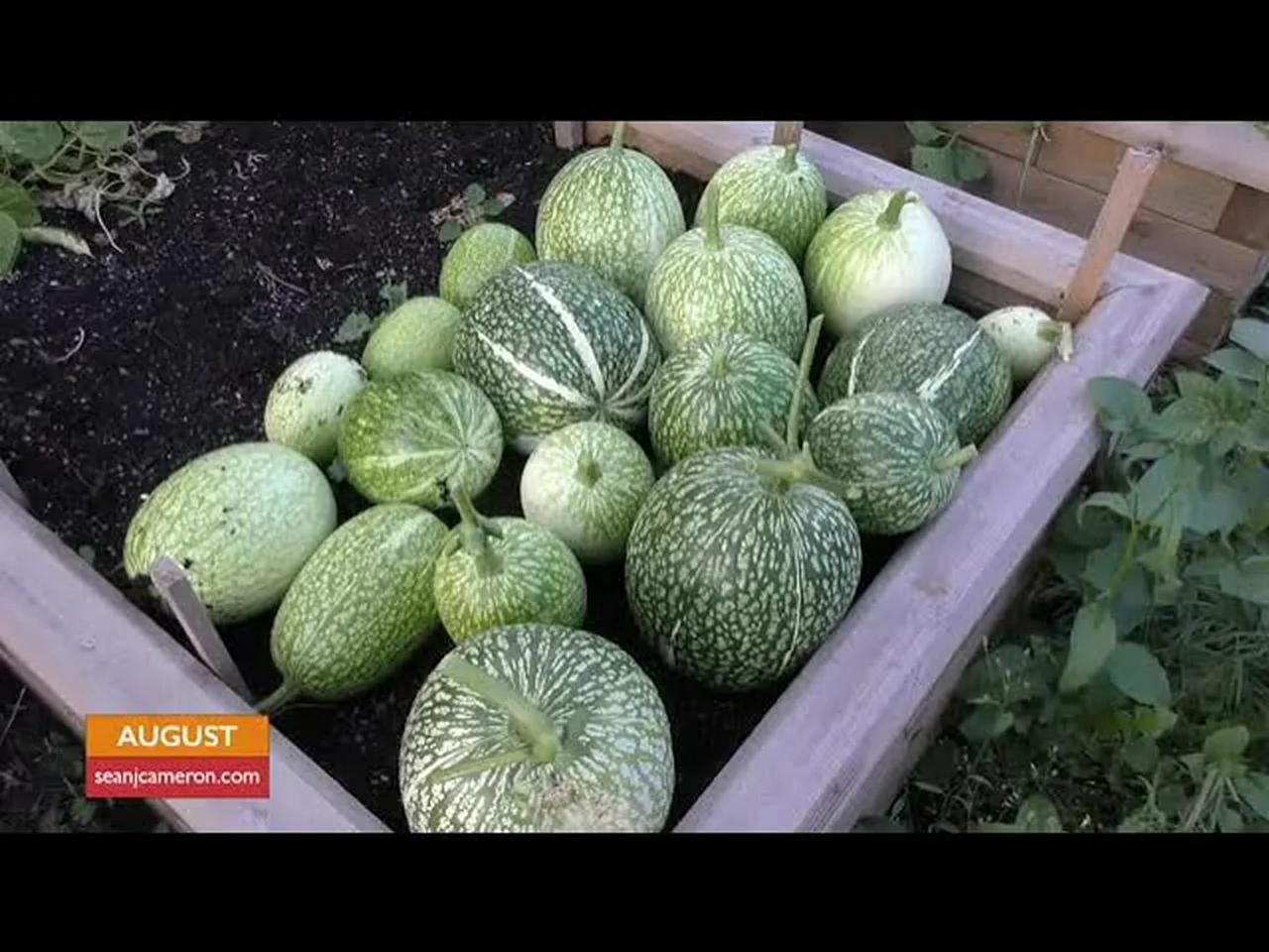 How to Grow Shark Fin Melon - Complete Growing Guide