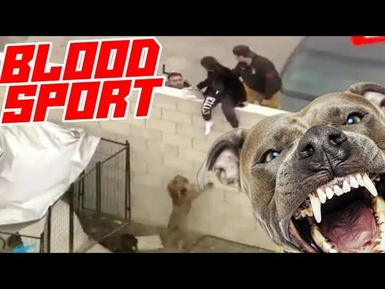 Pit Bull Breeder Gets Eaten Alive By His Dogs