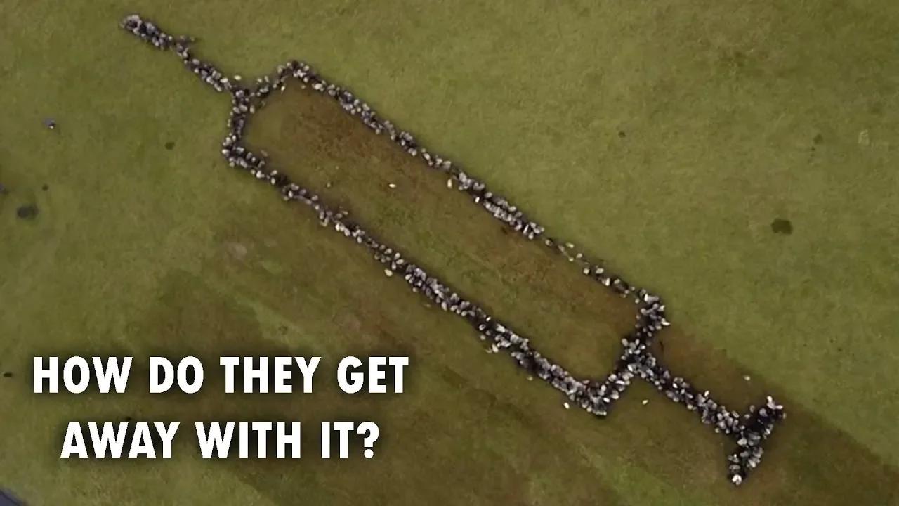 How Do They Get Away With It