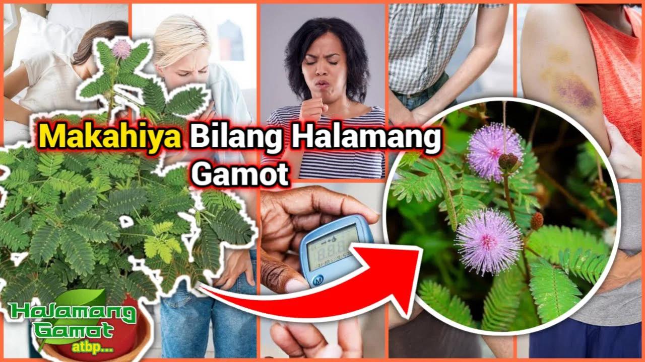 Makahiya Bilang Halamang Gamot | Halamang Gamot ATBP