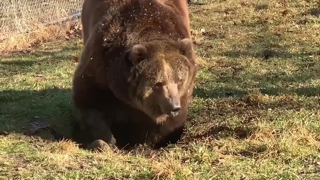 Randy and Rosie (Randy has the white “collar” around his neck)
