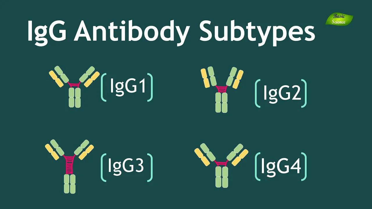 Ig Antibodies subtypes | Immunology | Illustration | Basic Science Series