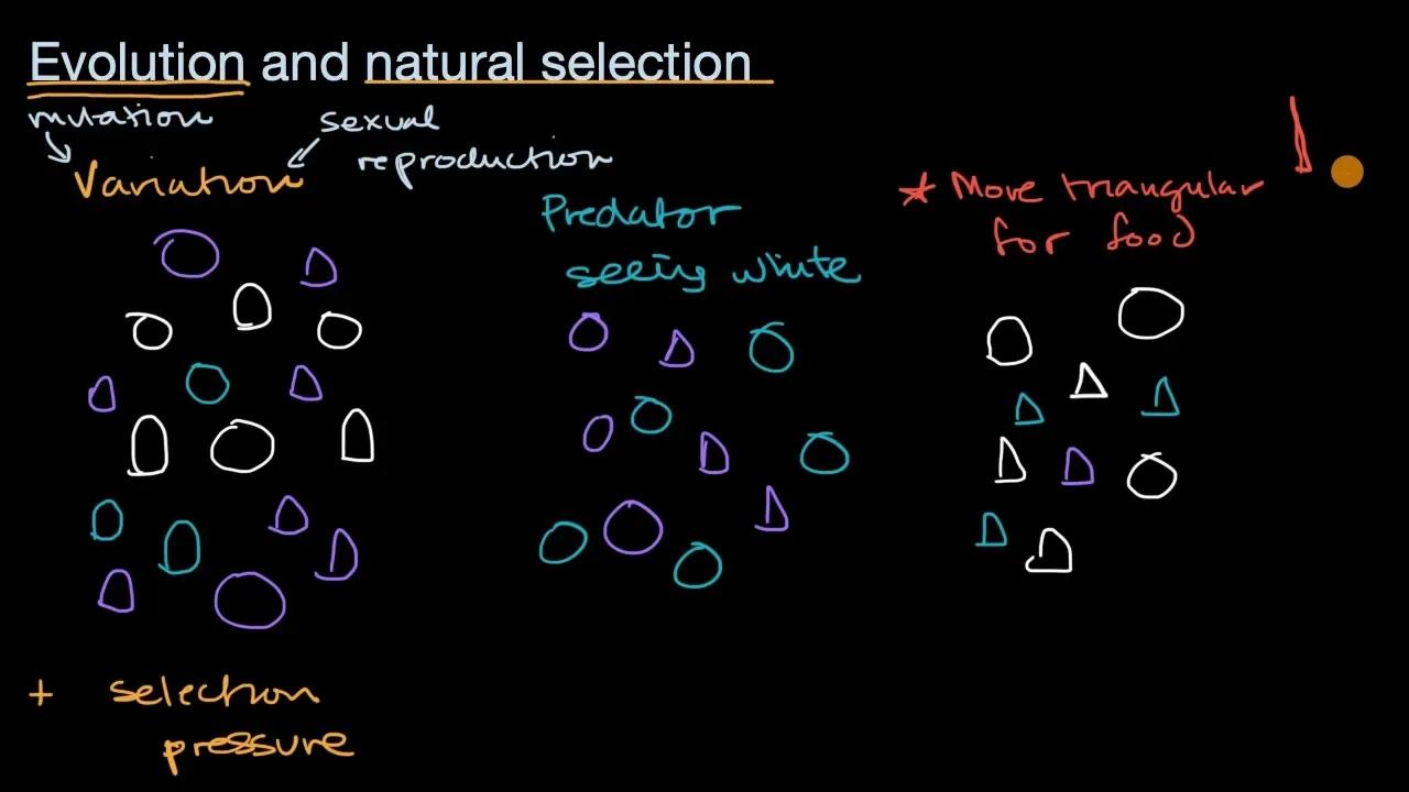 Natural selection and evolution | High school biology | Khan Academy
