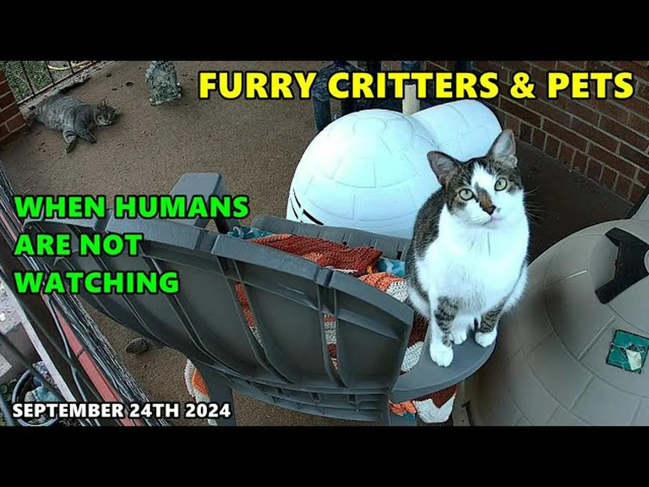 Furry Critters & Pets September 25th 2023 Reolink Smart Pet Detection