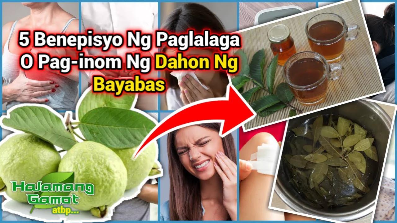 5 Benepisyo Ng Paglalaga O Pag inom Ng Dahon Ng Bayabas | Halamang ...