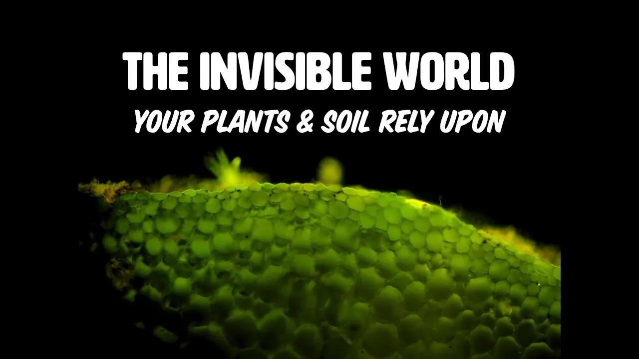 The Invisible World your Plants and your Soil Rely Upon | Breakthroughs ...