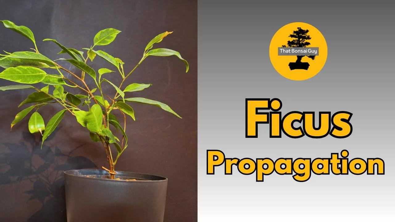 Ficus Propagation Project - Potting Up Water Propagation