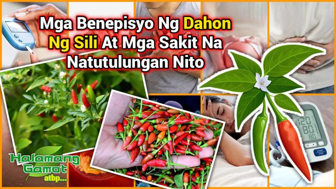 Mga Benepisyo Ng Dahon Ng Sili At Mga Sakit Na Natutulungan Nito ...