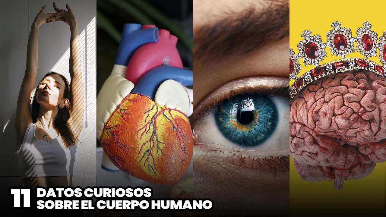 11 Datos Curiosos que Probablemente No Sabías de tu Cuerpo ...