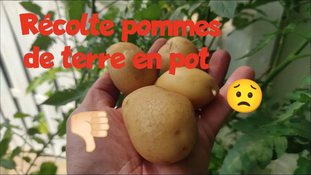 récolte de pommes de terre en pot c'est un échec