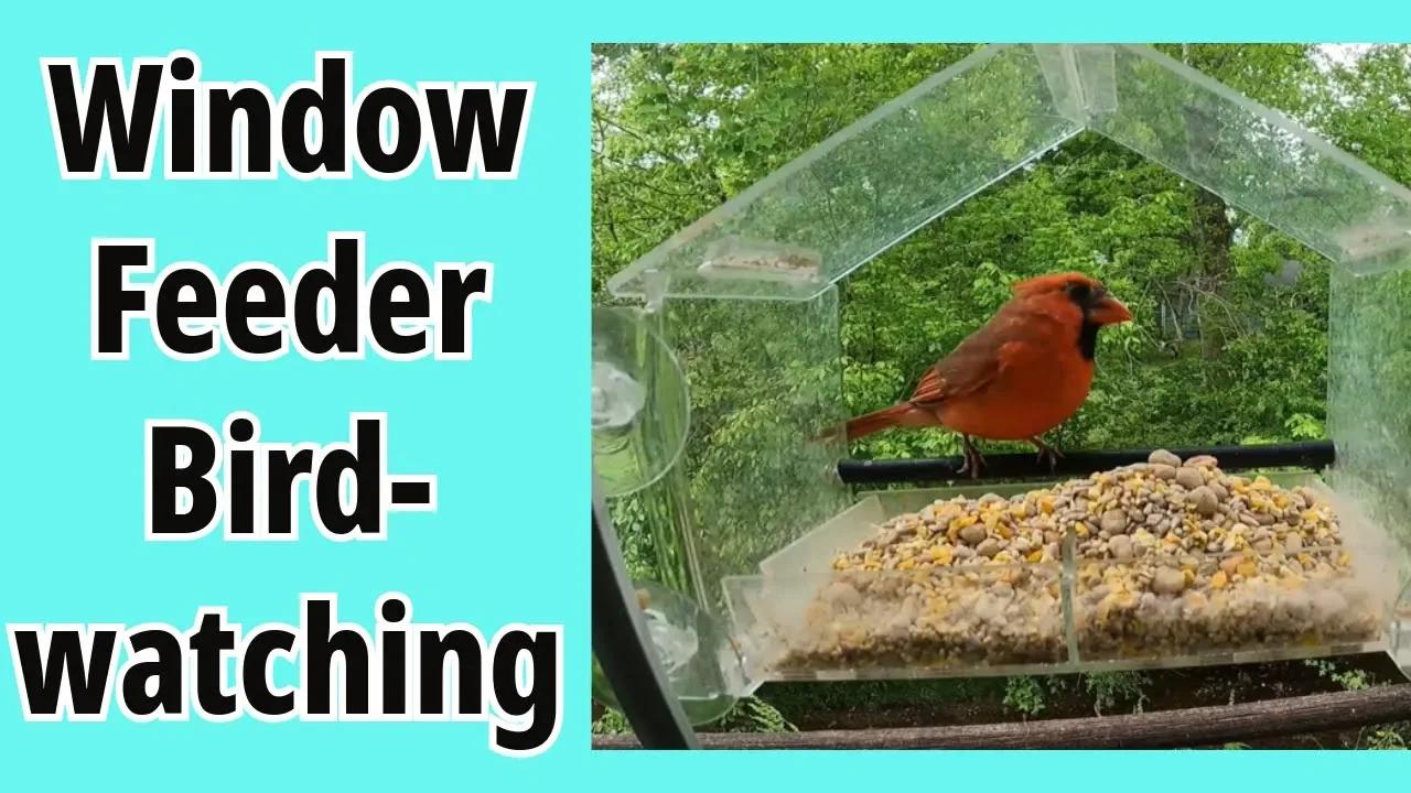 Window Feeder Bird-watching #backyardbirds #birdwatching #birding