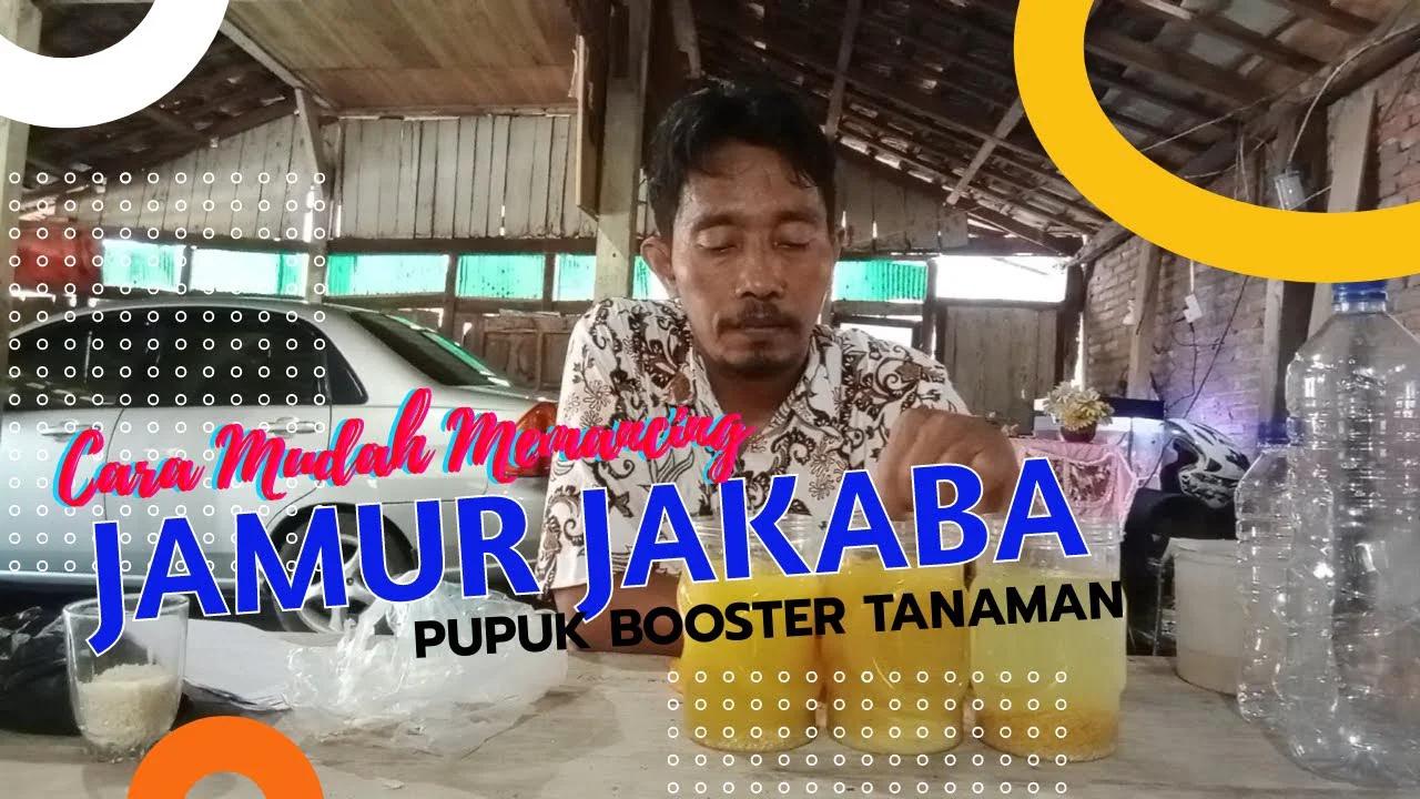 CARA MUDAH MEMANCING JAMUR JAKABA || PUPUK BOOSTER TANAMAN @Paman-Doblang