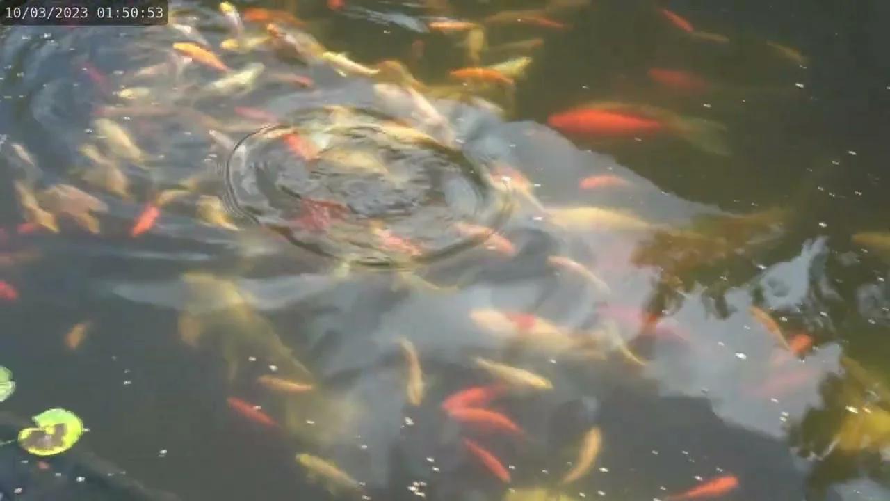 Feeding koi fish: a how-to guide by Louis Rossmann, featuring his koi ...