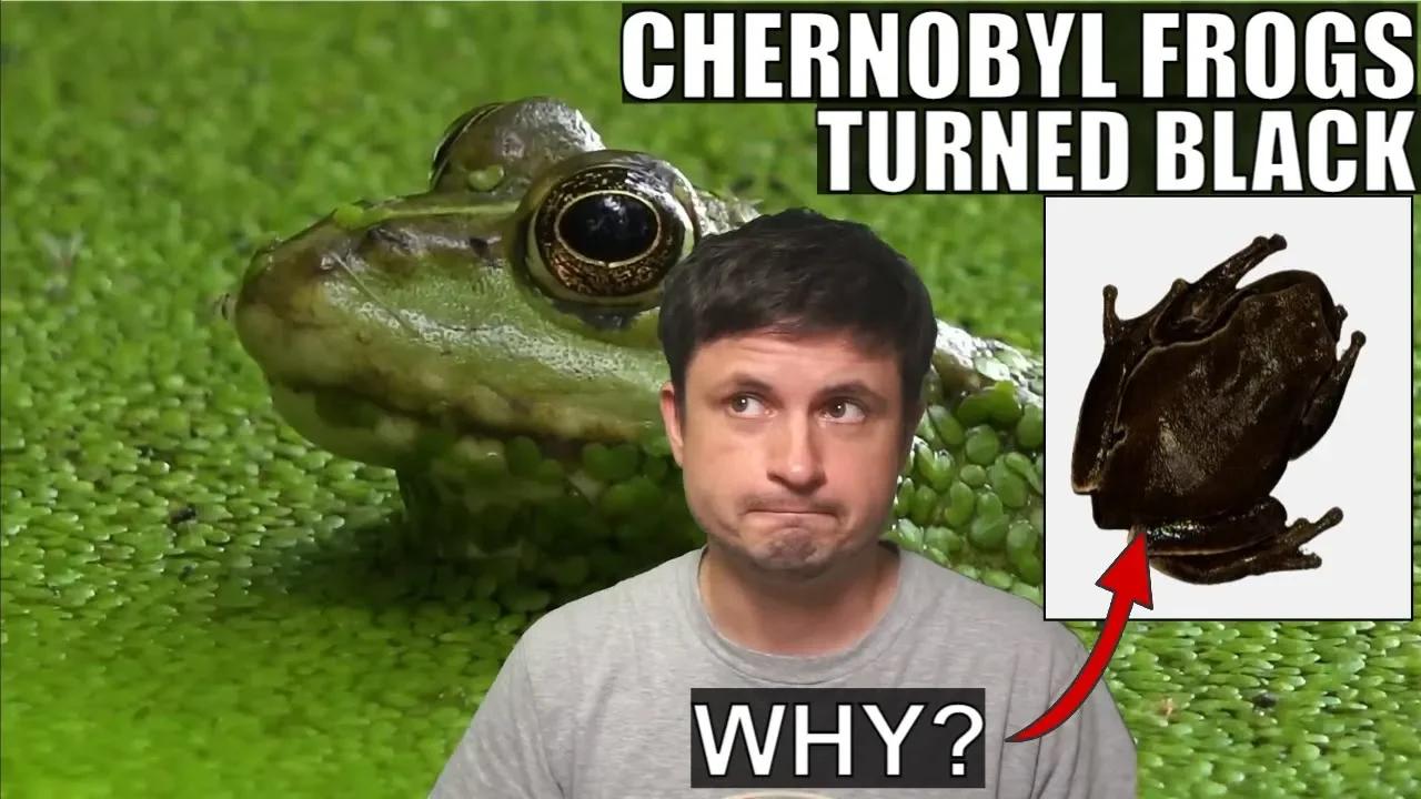Frogs in Chernobyl Turned Black: Here's What This Strange Discovery Means