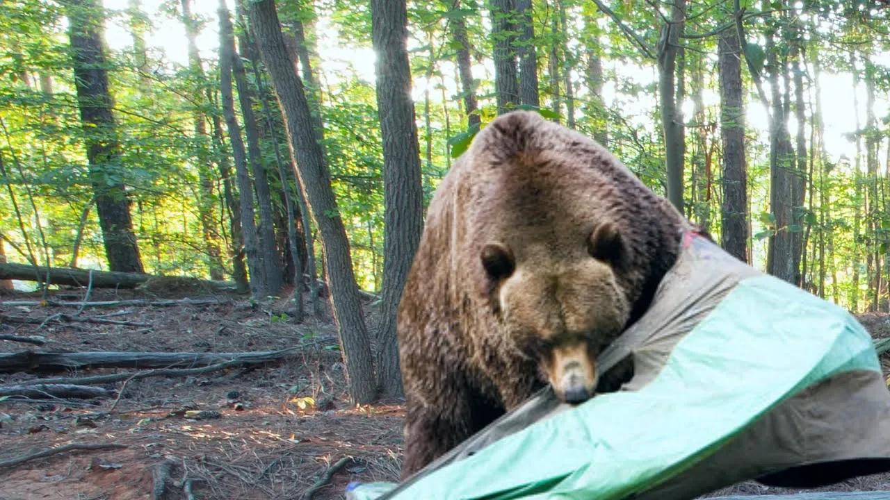 The Horrifying Recent Bear Attack In Banff, Canada