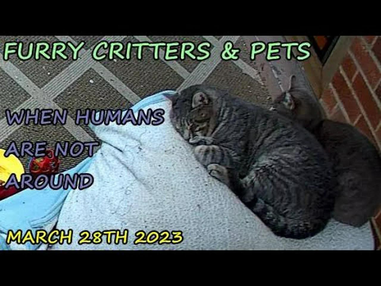 Furry Critters & Pets March 28th 2023