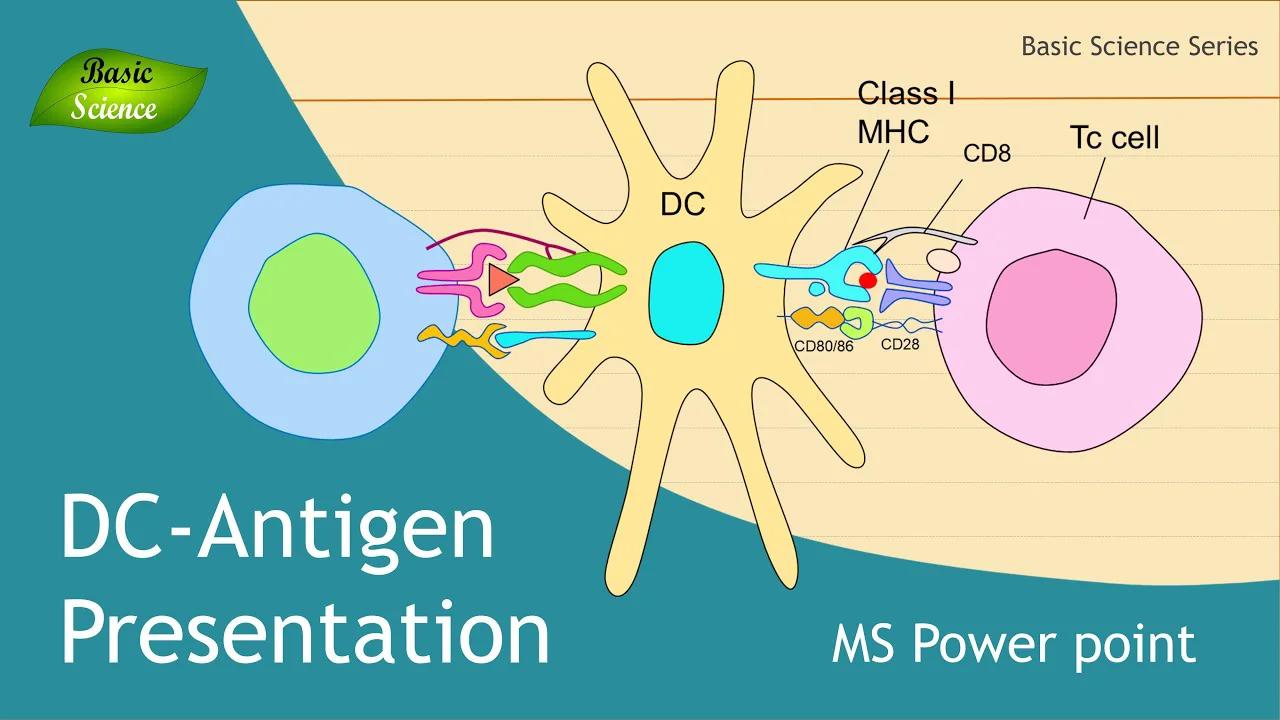 Antigen Presentation | Structure | Illustration | Design with MS power ...