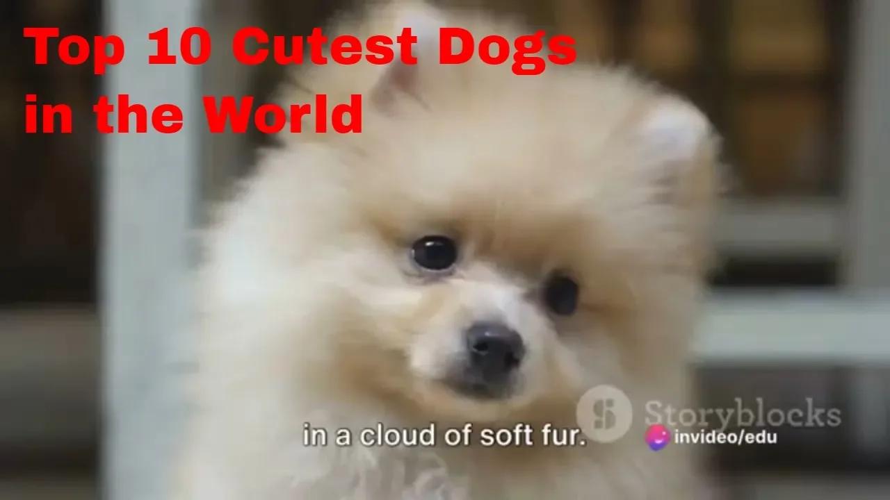 Top 10 Cutest Dogs in the World