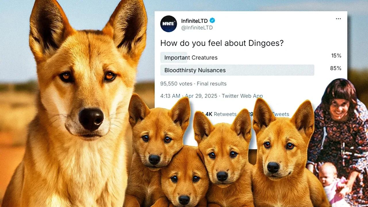 Australia’s Most Misunderstood Animal - The Truth About Dingoes