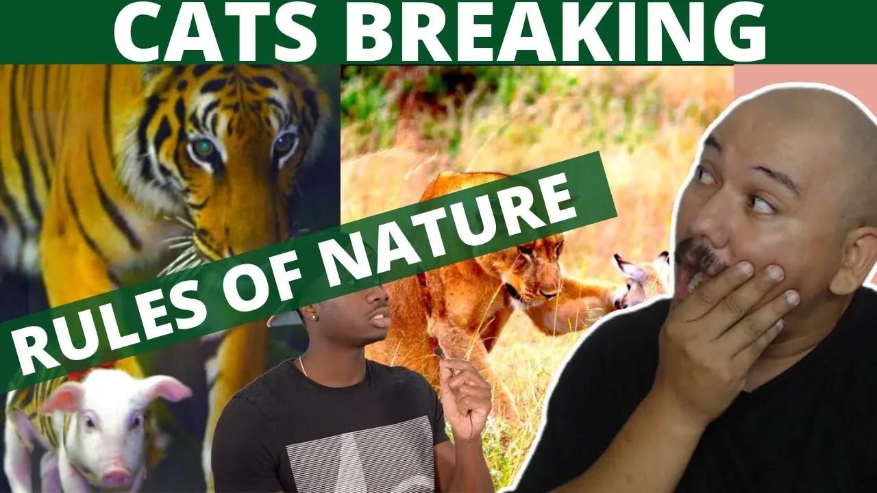 When Cats Break the Rules of Nature | YouTube Creator Casual Geographic ...