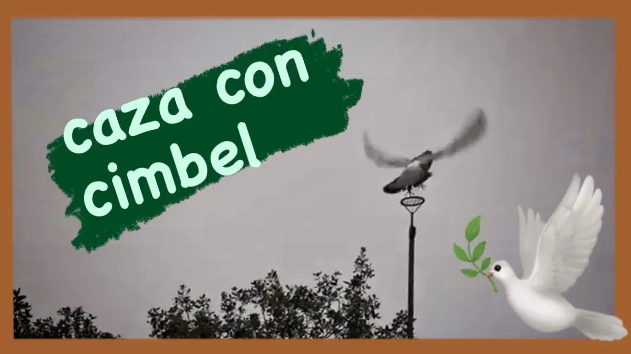 Caza con cimbel