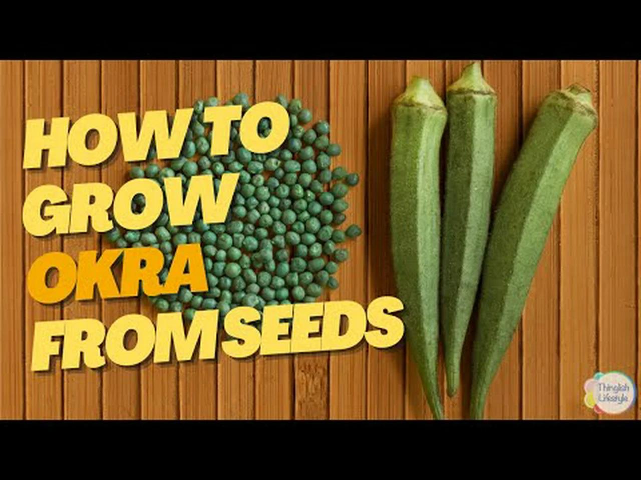 How to Plant Okra Seeds: The Easiest Way to get Great Results