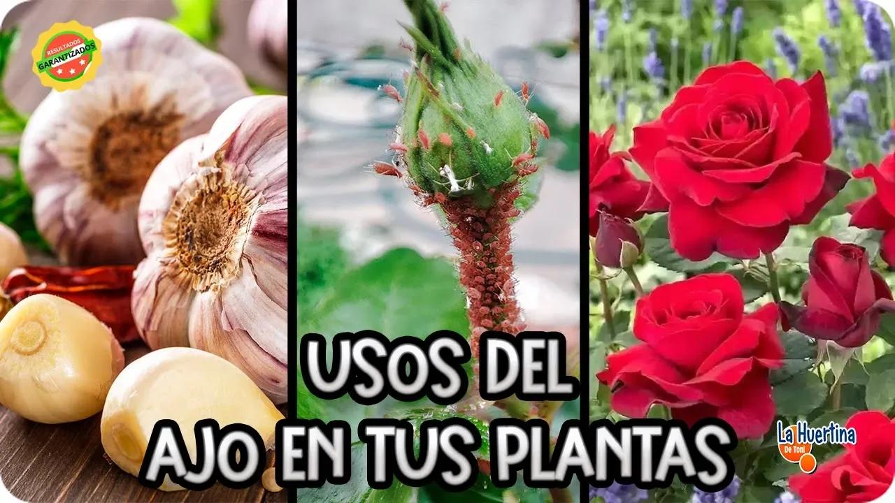 AJO : Todos los usos INCREIBLES que tiene en el huerto COMBATIENDO ...