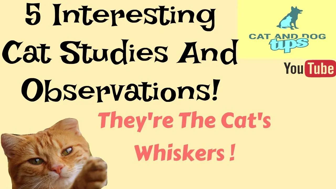 5 Interesting Cat Studies And Observations