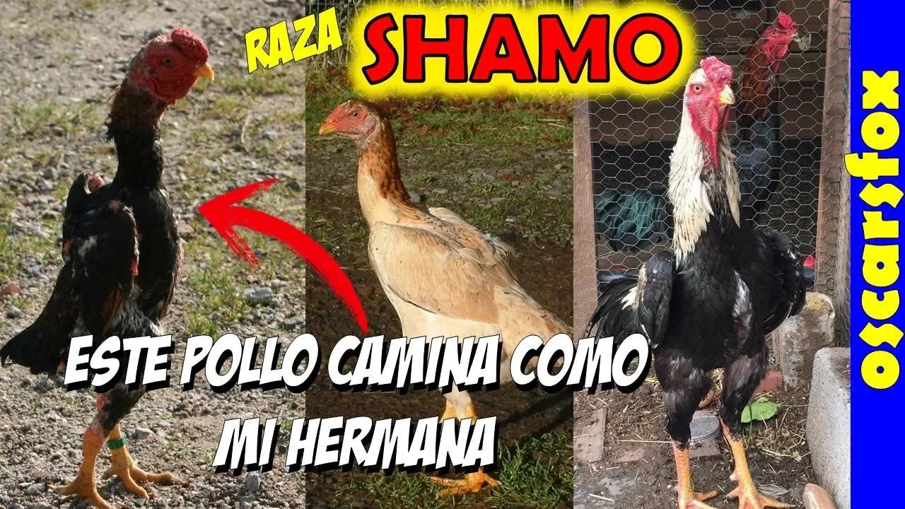 SHAMO gallo - Historia y Caracteristicas 🤠👍💖💖💖💖💖🐥💛 2022