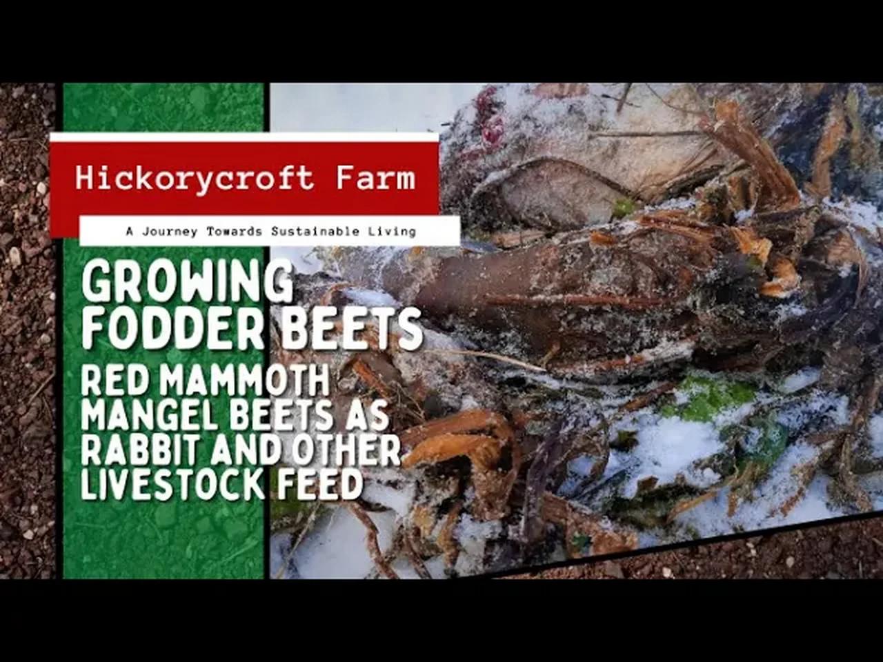 Fodder Beets | Red Mammoth Mangel Beets As Rabbit and Other Livestock Feed