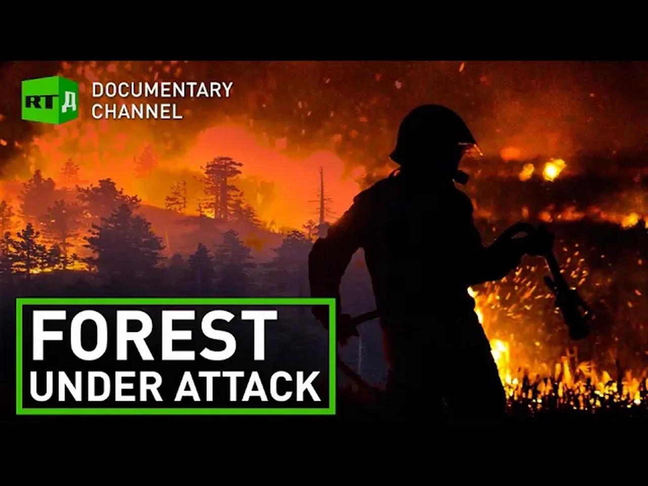 Forest Under Attack | RT Documentary