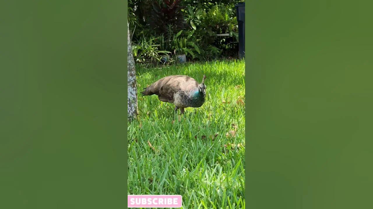 Pavos Reales de #miami #viral #pavoreal #aves #shorts