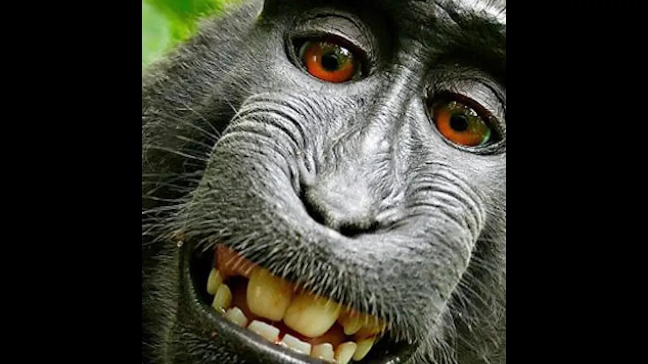 🙈 Voce eu Macaco