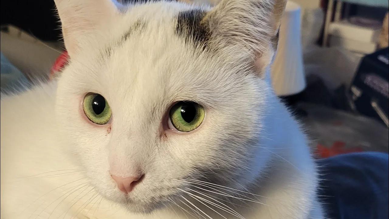 LA Dodgers Pander With CHRISTIAN NIGHT After Drag Show Fumble, Bud ...