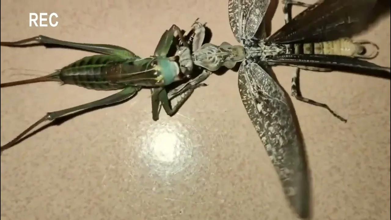 Mantis Vs Katydid | This time Mantis was unlucky