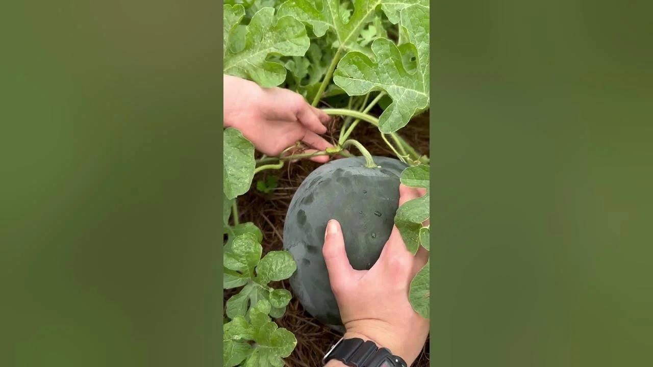 Easy method for how to tell when a watermelon is ready