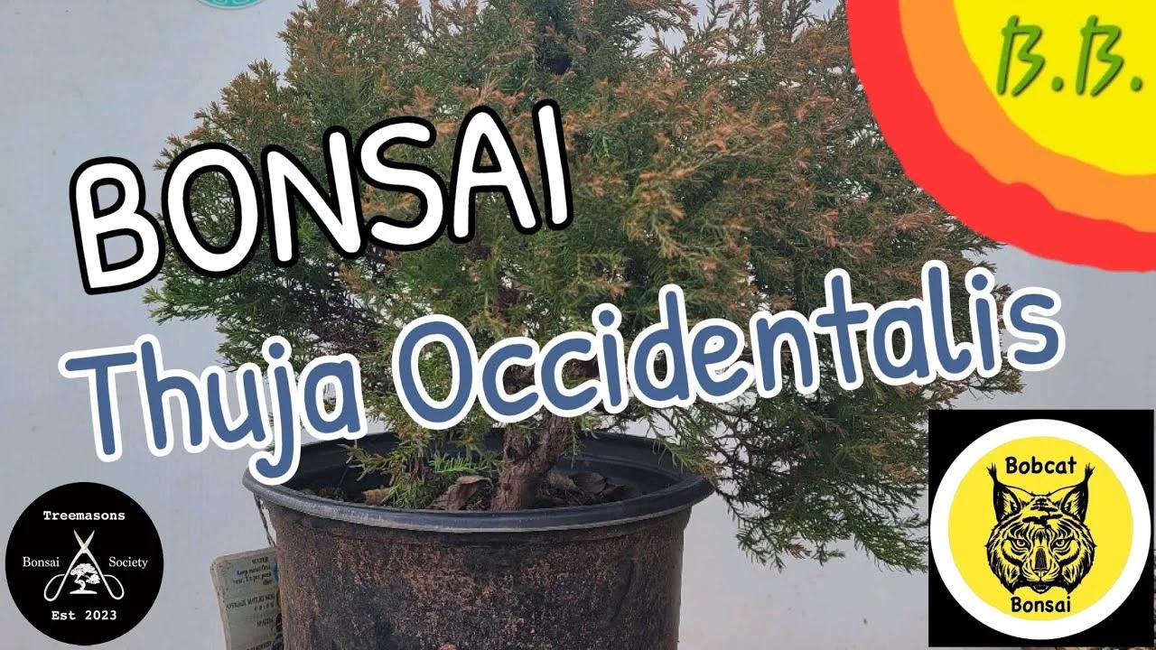 THUJA OCCIDENTALIS UPDATE AND STYLING #bonsai #usa #garden #new #treemasons #uk #japan