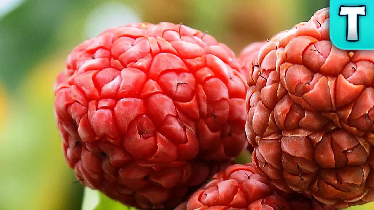 Top 10 Fruits You've Never Heard Of Part 5