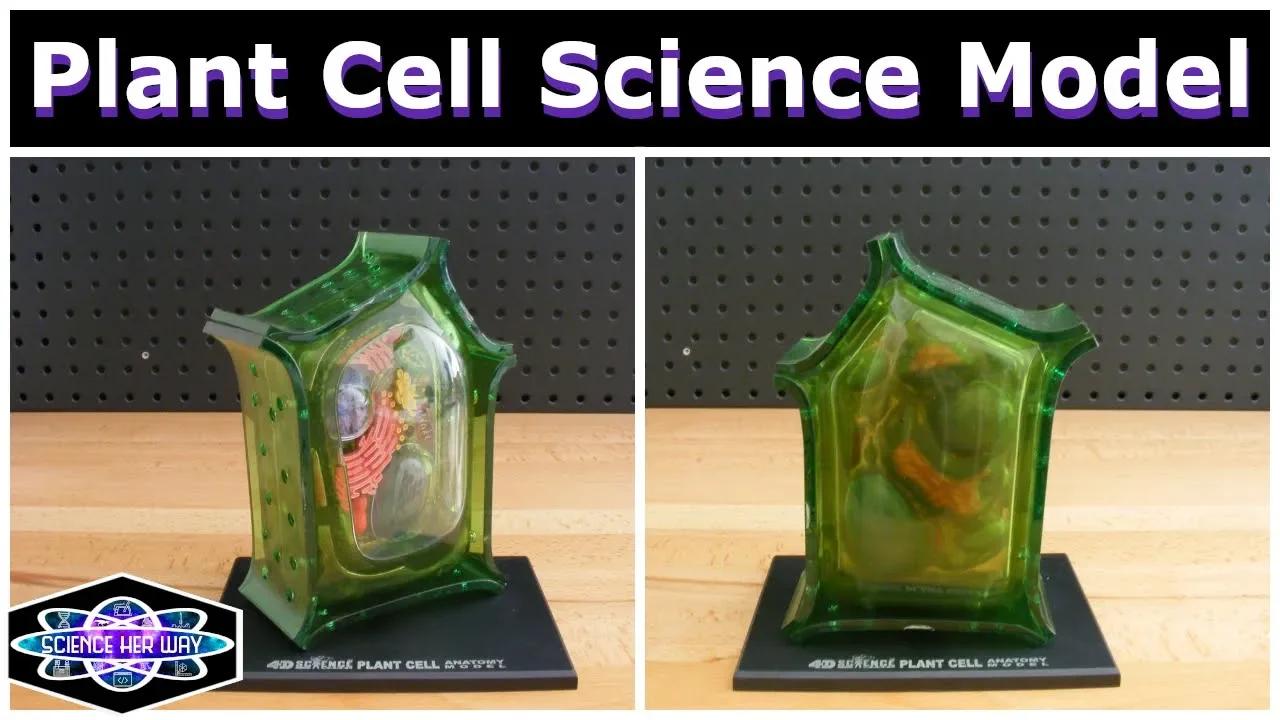 Learning About Plant Cells! | STEAM Product Review | 4D Vision Plant ...