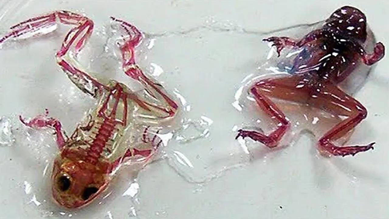 Amazing Animal Mutations