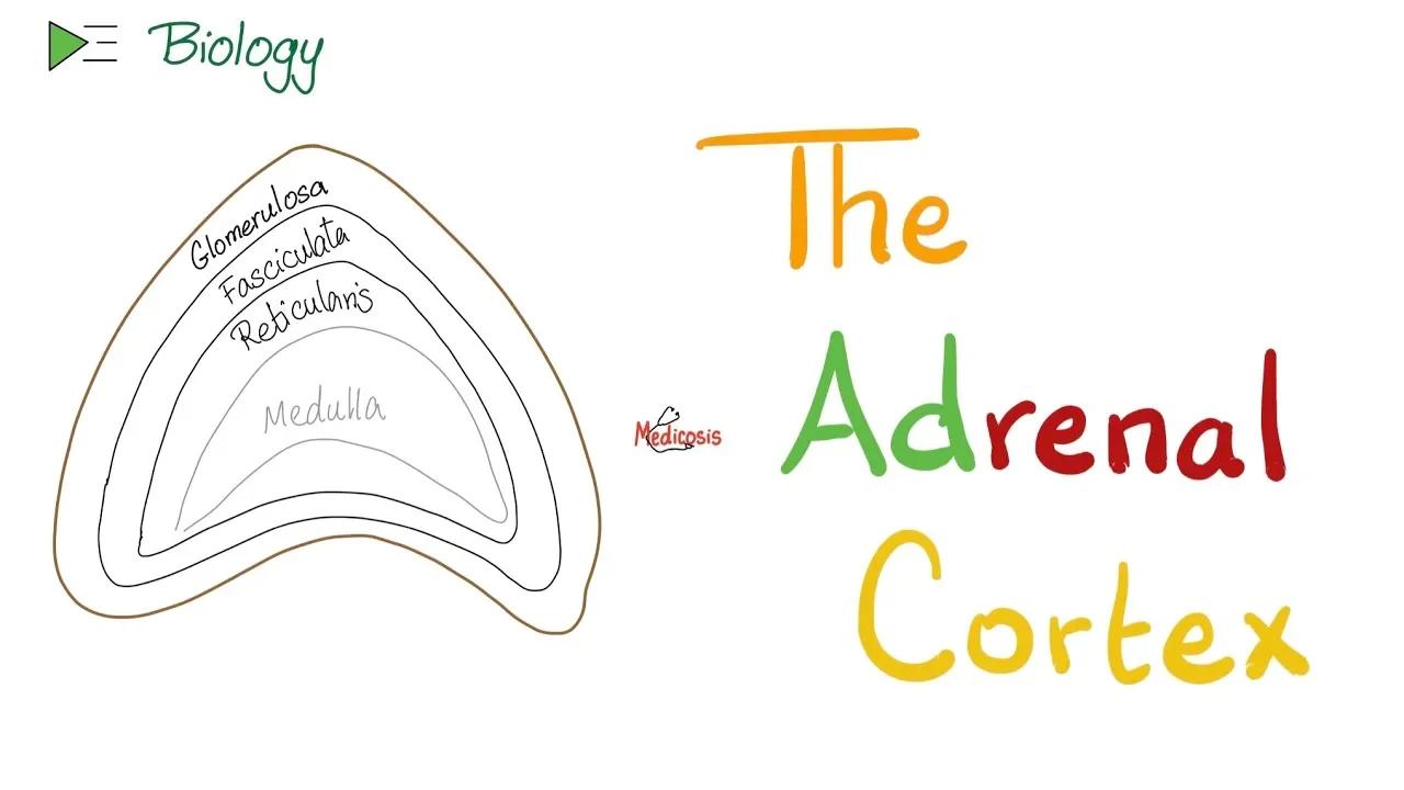 The Adrenal Cortex | Endocrine Glands | Biology Lectures