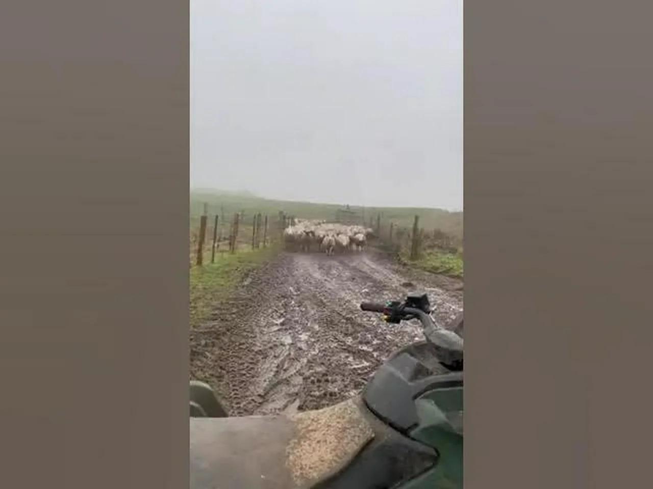 Go get the flock out of here