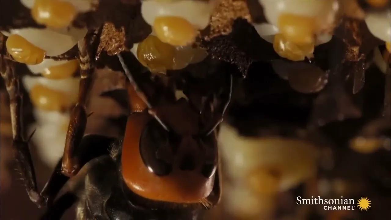 Life Cycle Of A Hornet