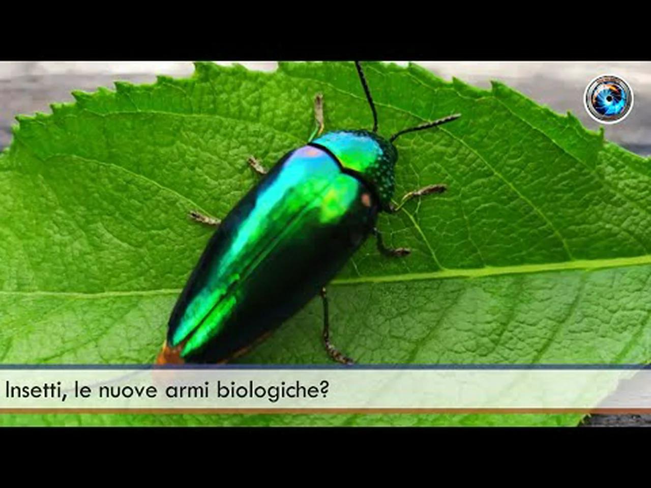 Insetti, le nuove armi biologiche?