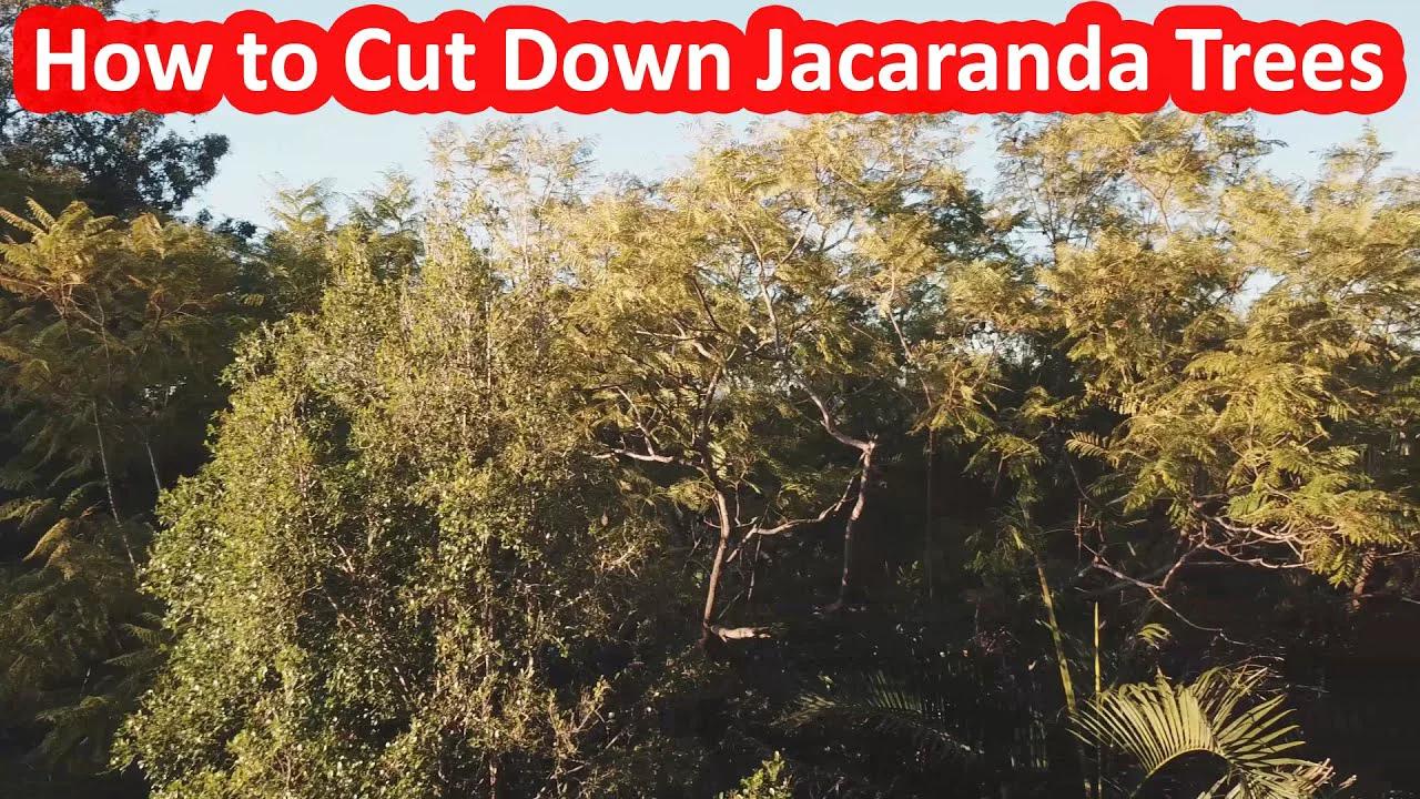 How to Prune Jacaranda Trees
