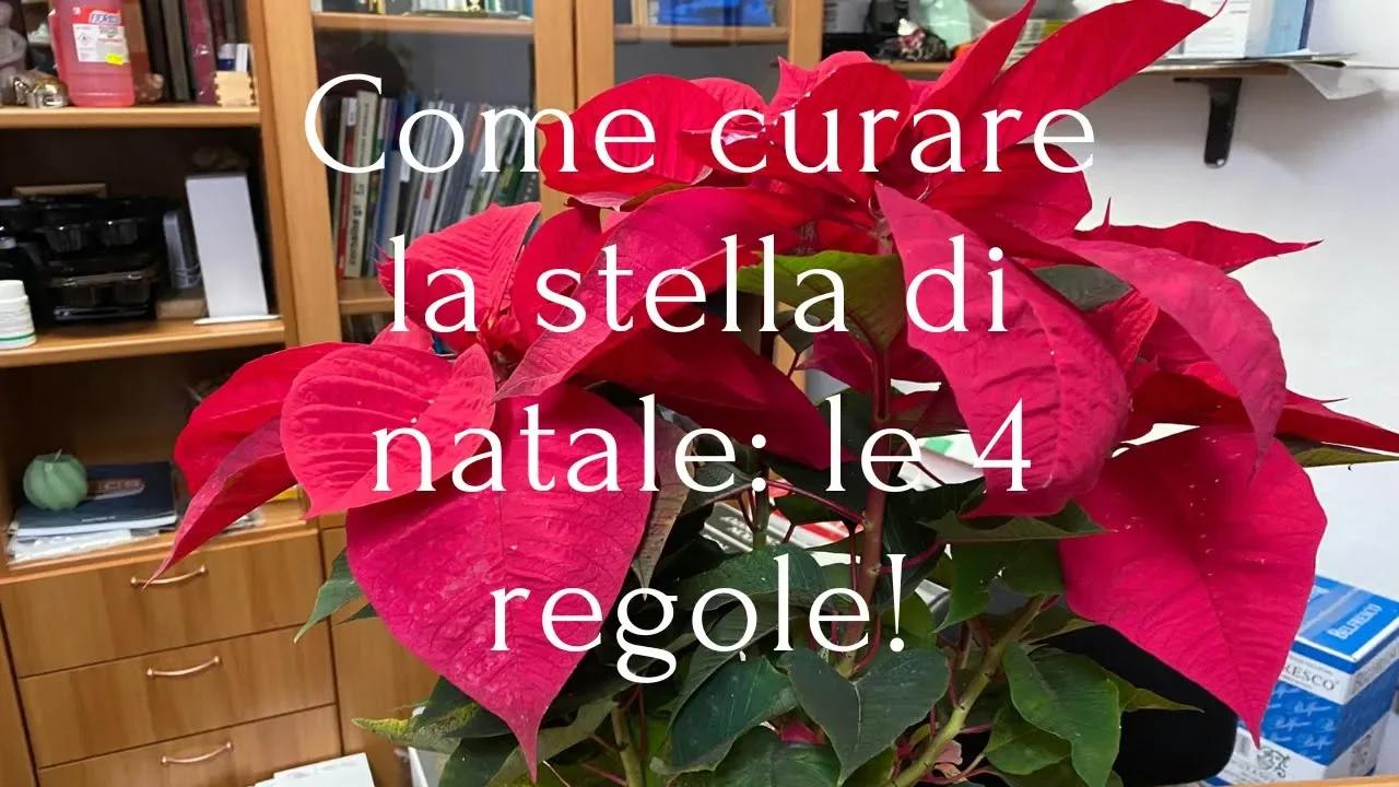 Come curare la STELLA DI NATALE: le 4 regole FONDAMENTALI!