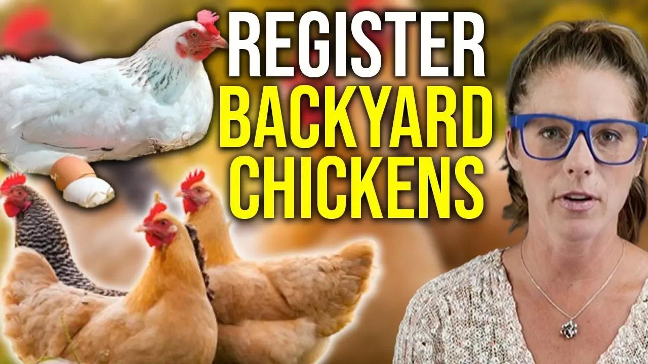 Chicken owners must register in UK || Texas Slim