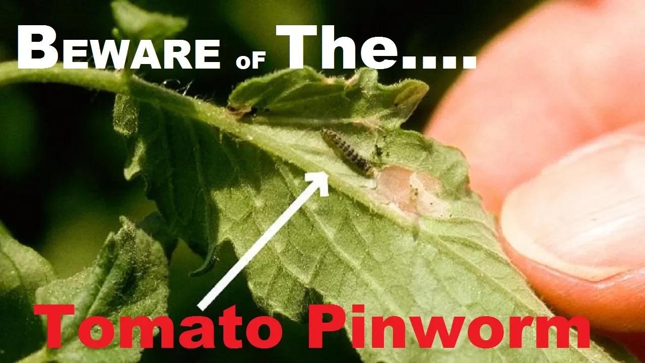 Tomato Pinworm | Keiferia lycopersicella | How To Spot Them And Remove Them